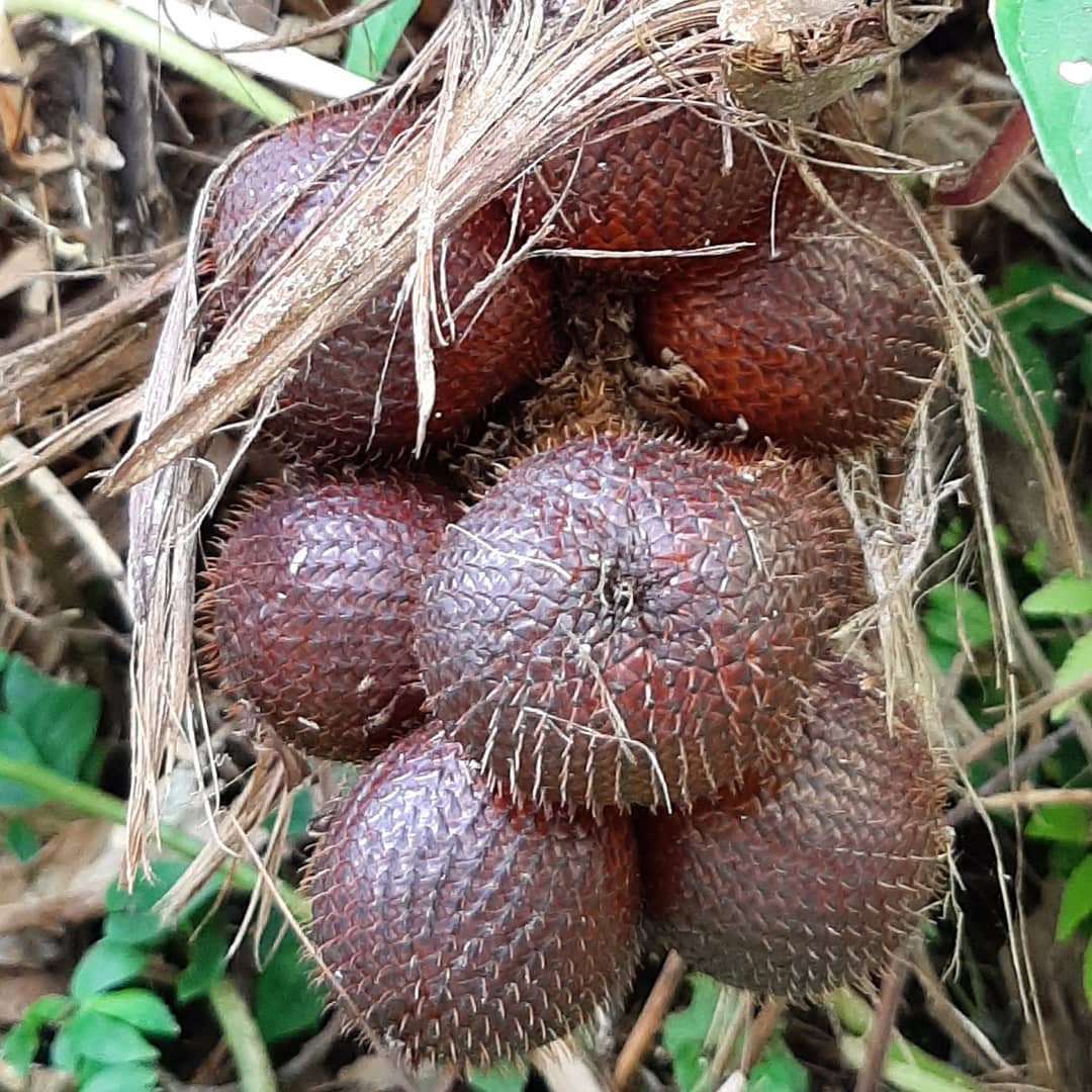 Pesangkan Duda Timur Selat Karangasem Bali – Language Assistance (LA)